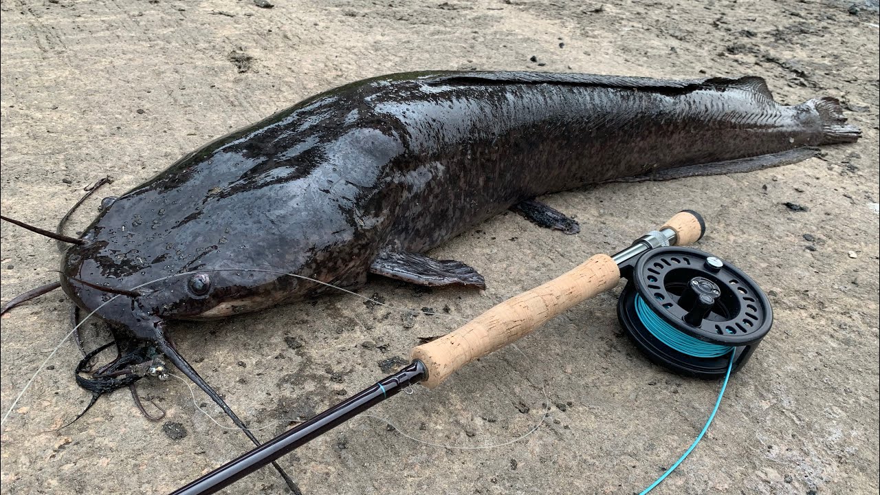 GIANT Catfish on the Fly | Fly Fishing in Hong Kong #2 - YouTube