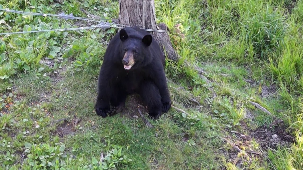 Animals - Bears - 2017 - Little, Big Bear Safari - YouTube