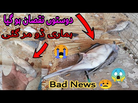 Sad News 😭|| Hamari Dove Mr گئ || China Dove ko kya Howa 😱