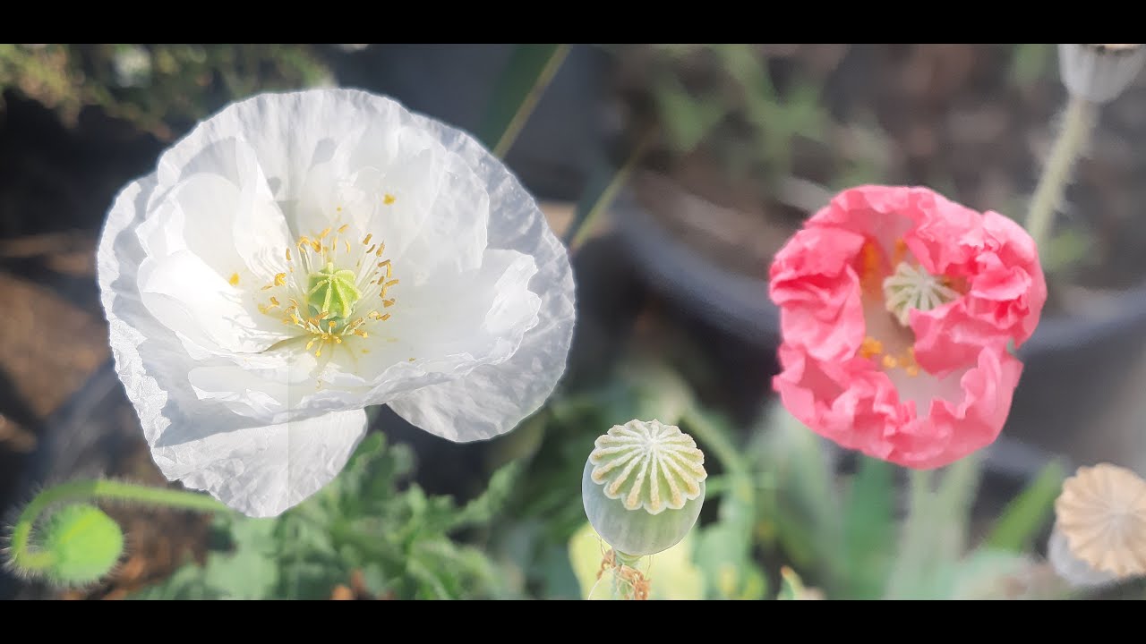 Growing Poppies From Seed to Flower | Beautiful Flower | Winter Season ...