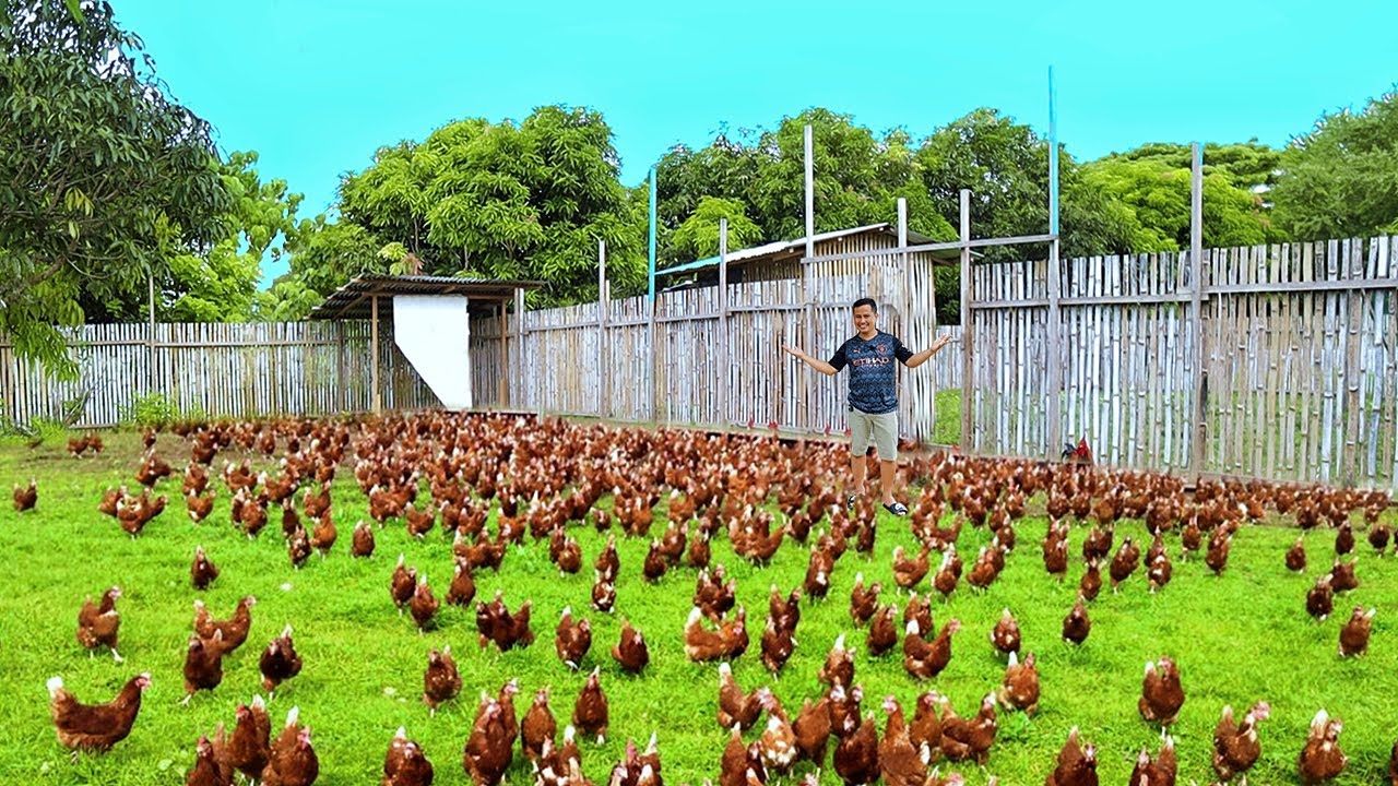 Free-Range Farming with zero expenses | Learn How to Do It Right - YouTube