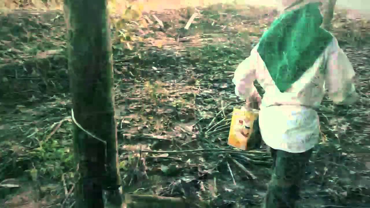 Rubber tapping in Malaysia natural version - YouTube