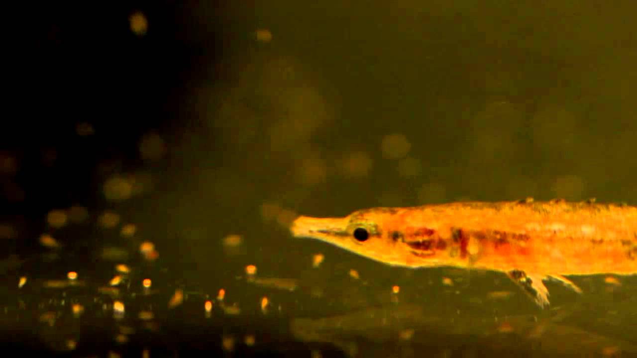 Crocodile toothpick fish - YouTube