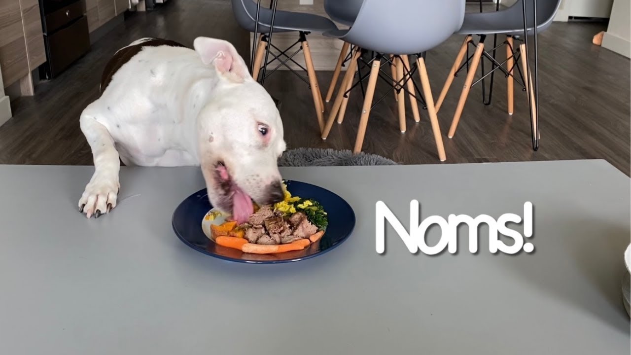 Talking Dog Wants Steak | Cute Dog Eats Steak Dinner | Barking Dog ...