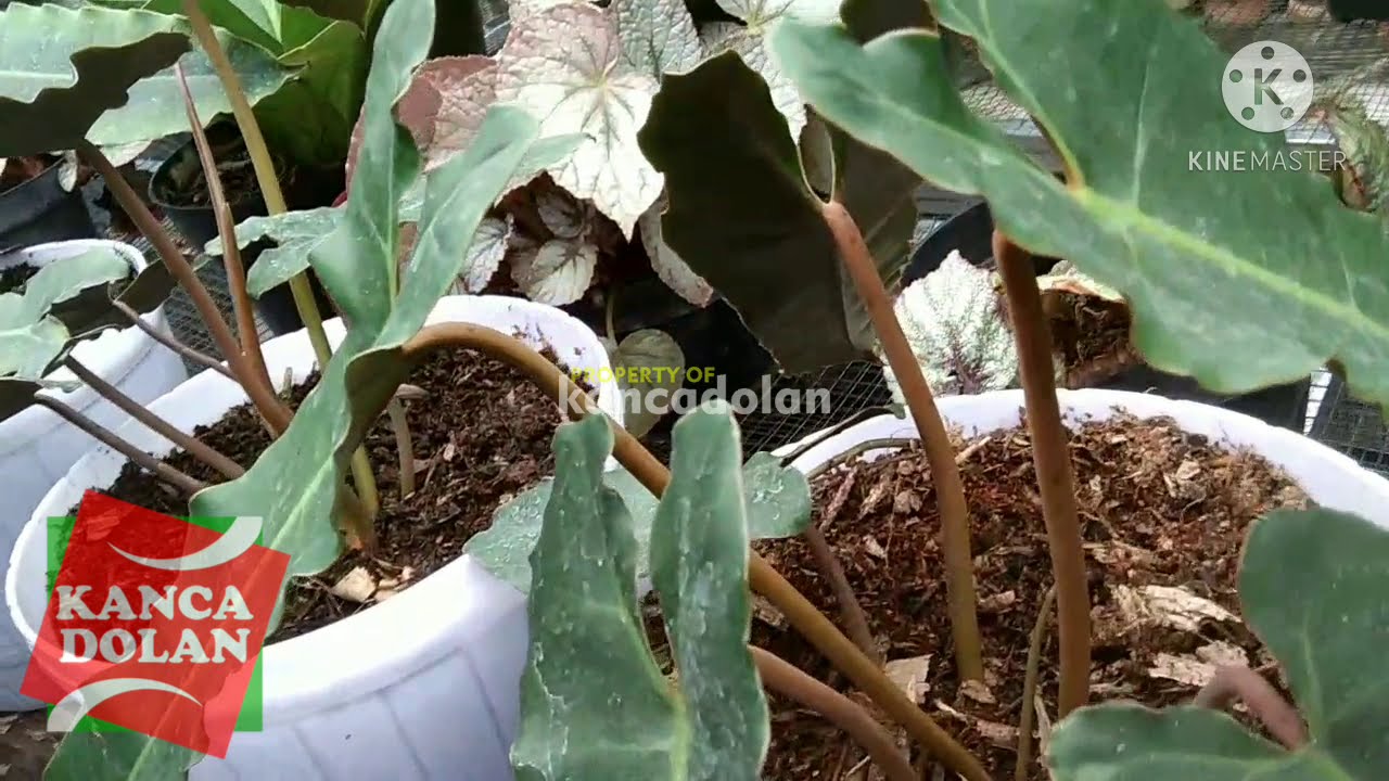 Harga Philodendron Kabel Busi | Tanaman Hias Daun Mahal - YouTube