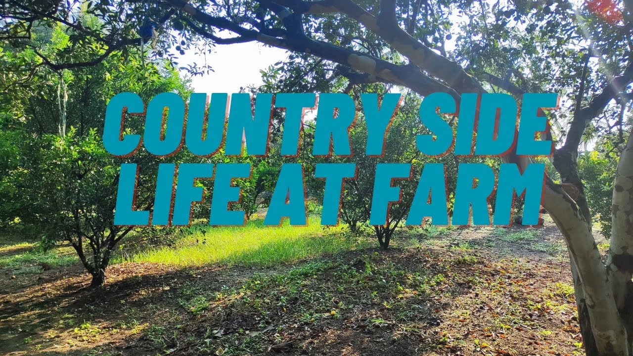 COUNTRYSIDE LIFE AT FARM - YouTube