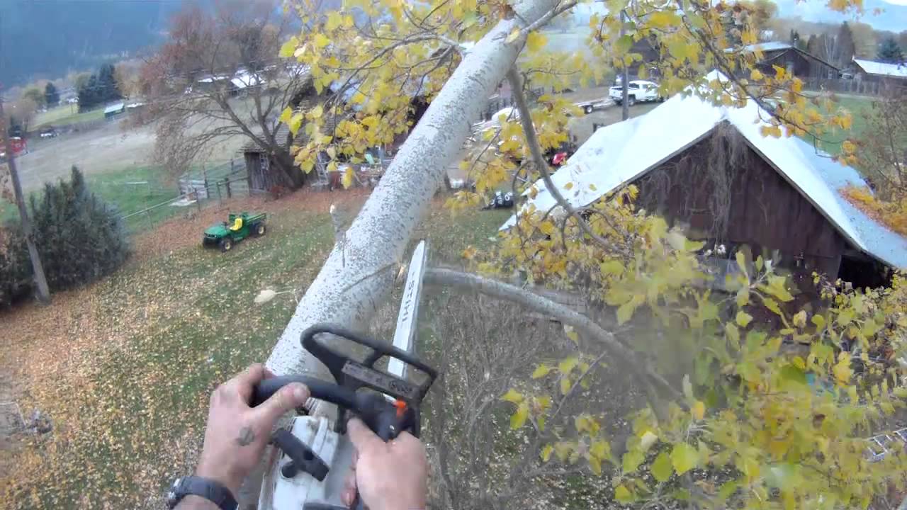 tree climbing montage 1 - Jewel Creek Tree Service - YouTube