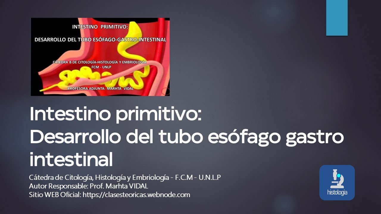 DESARROLLO DE TUBO ESÓFAGO GASTRO INESTINAL - YouTube