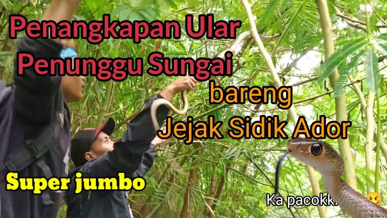 Penangkapan ular coros jumbo !! di dekat sungai !! feat jejak sidik ...