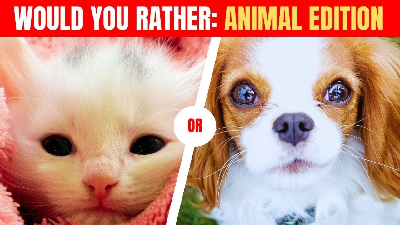 BARK or MEOW? The Most Intense Animal 'Would You Rather' Ever! - YouTube
