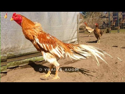 Pure Shamo Asil farm #Shorts - YouTube