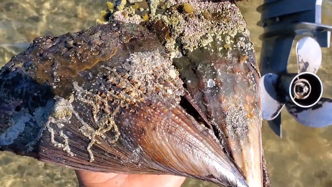 Sacando callos de hacha negros - YouTube