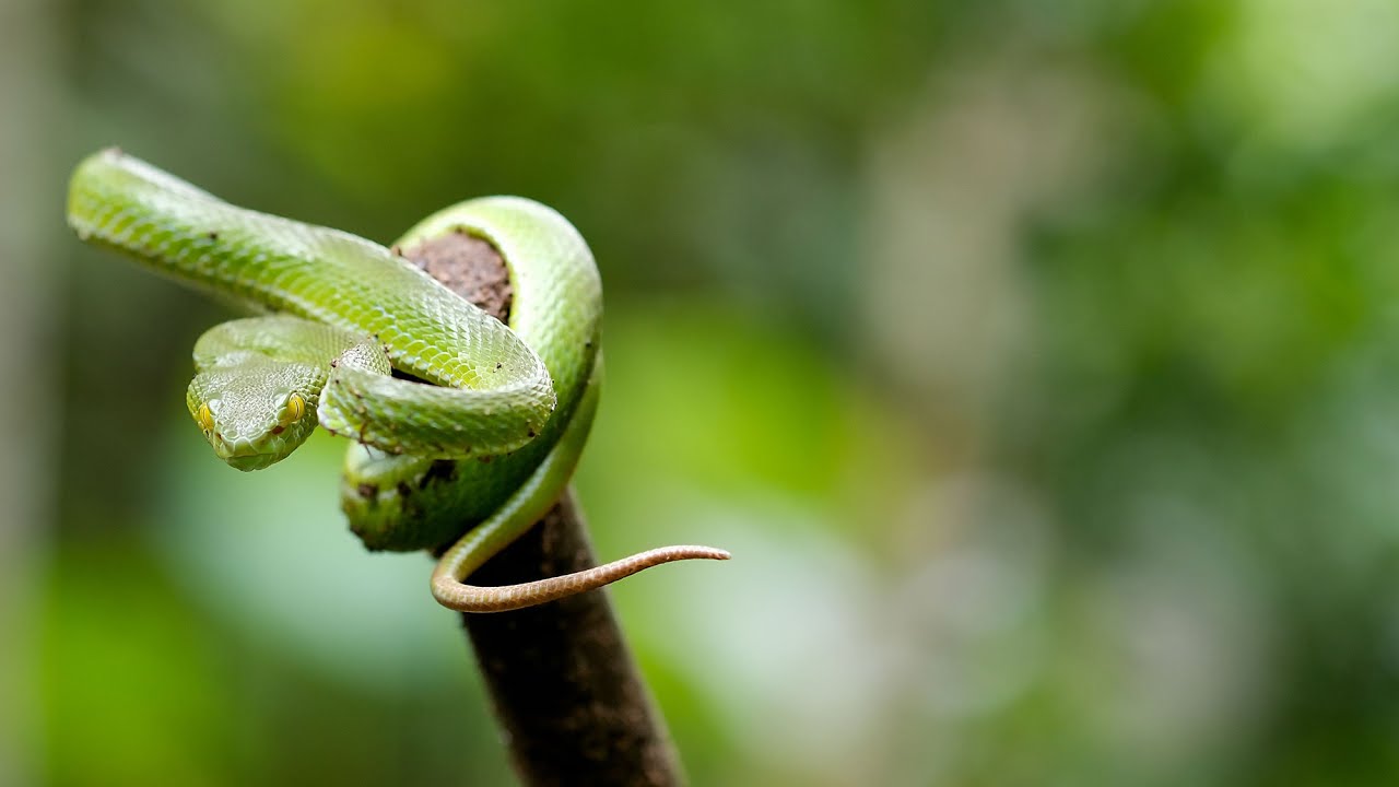Research Hub | UTA's Amphibian and Reptile Diversity Research Center ...