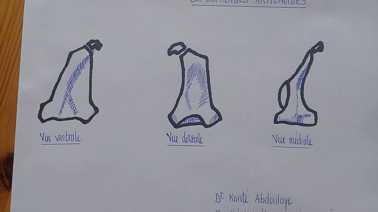 LARYNX: LES CARTILAGES ARYTENOIDES - YouTube