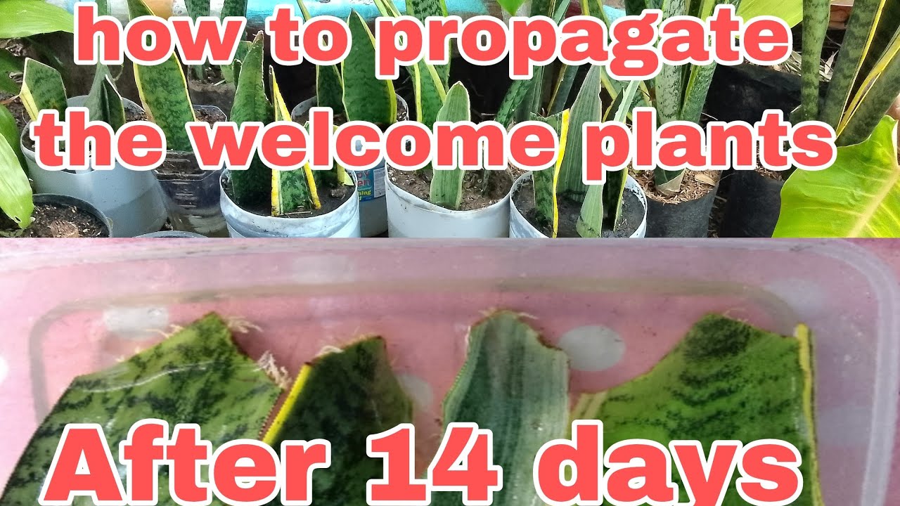how to propagate the welcome plants #amazing # propagate. - YouTube