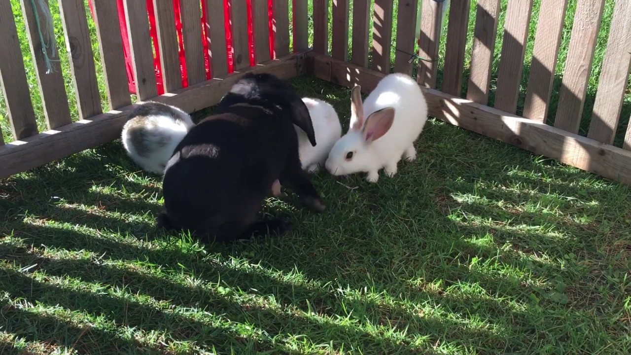 Rabbit big black boss - so fluffy - YouTube