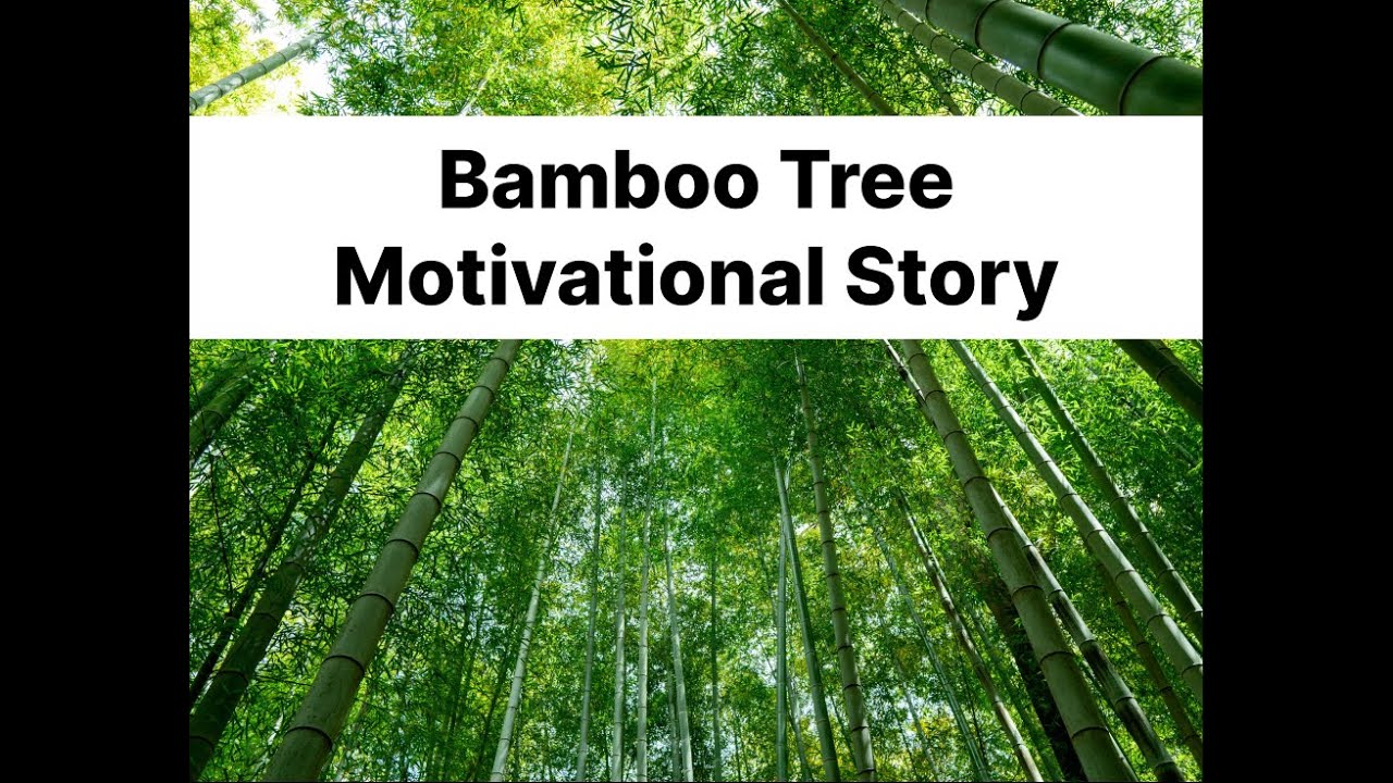 Bamboo Tree: A Tale of Patience and Perseverance - YouTube