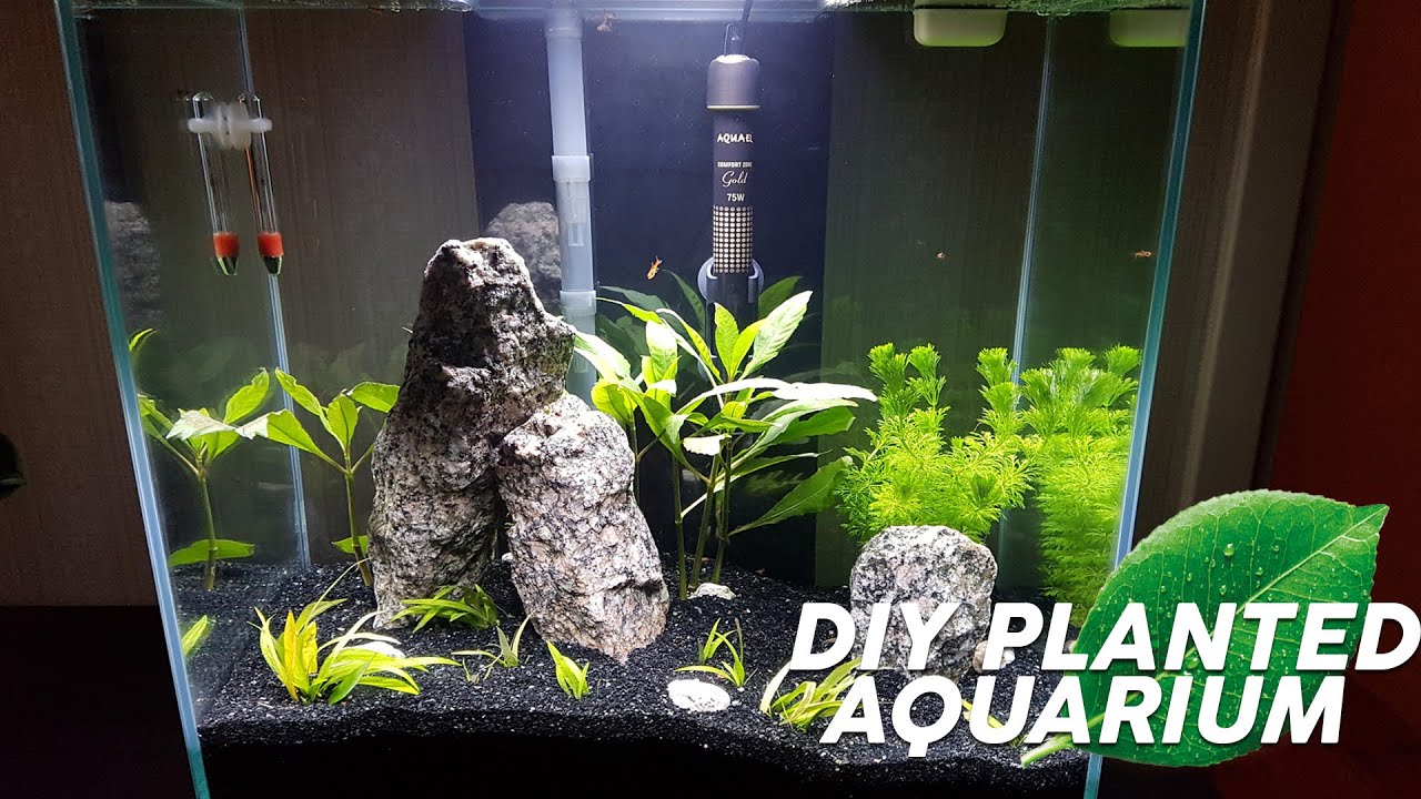 AMAZING PLANTED AQUARIUM ** Set-up** - YouTube