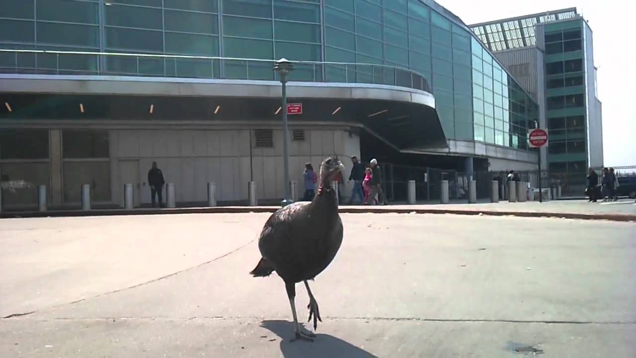 a wild turkey in Manhattan - YouTube