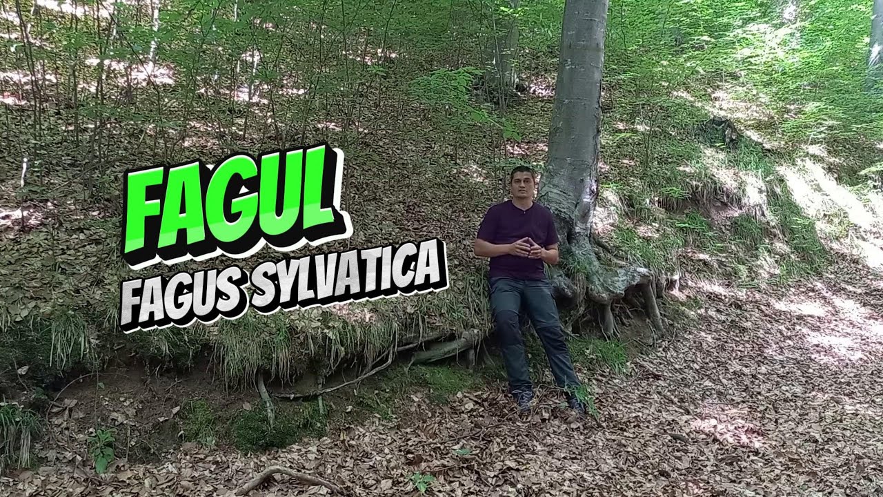 𝐅𝐚𝐠𝐮𝐥 (𝐹𝑎𝑔𝑢𝑠 𝑠𝑦𝑙𝑣𝑎𝑡𝑖𝑐𝑎): cea mai întâlnită specie din pădurile României ...