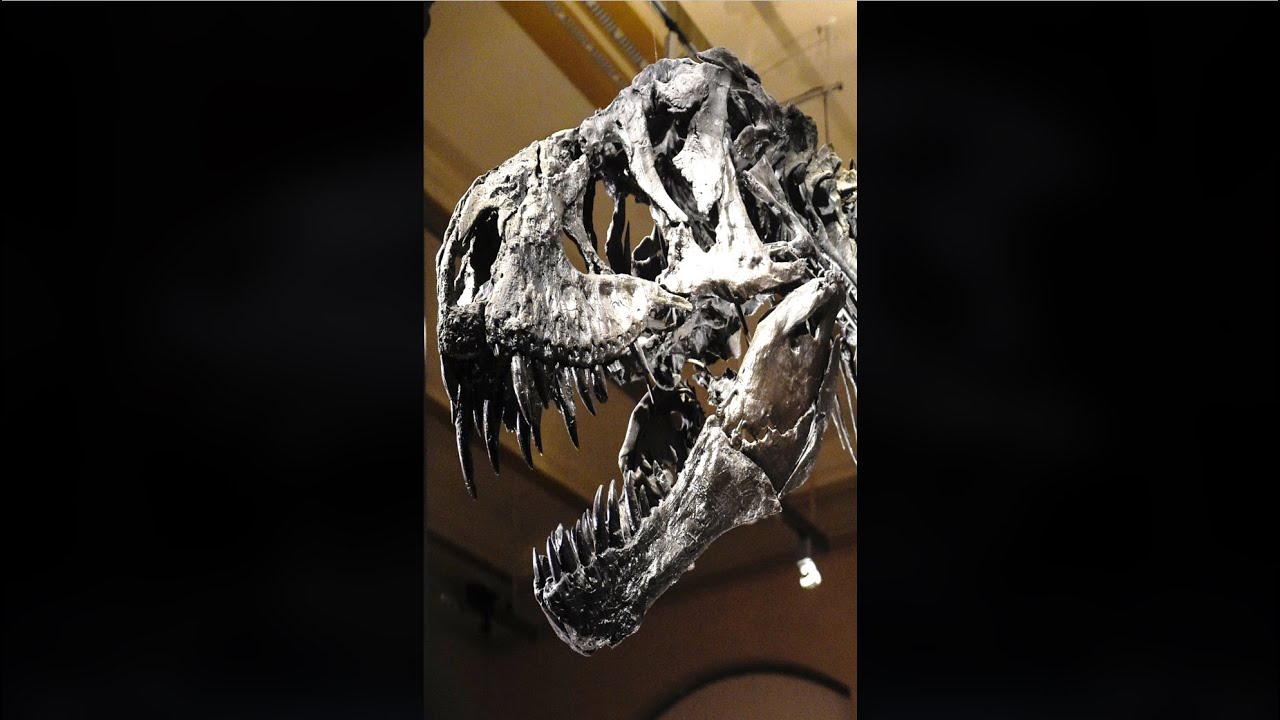 Scientists Examining This Tyrannosaurus Rex Made A Hunting Discovery # ...