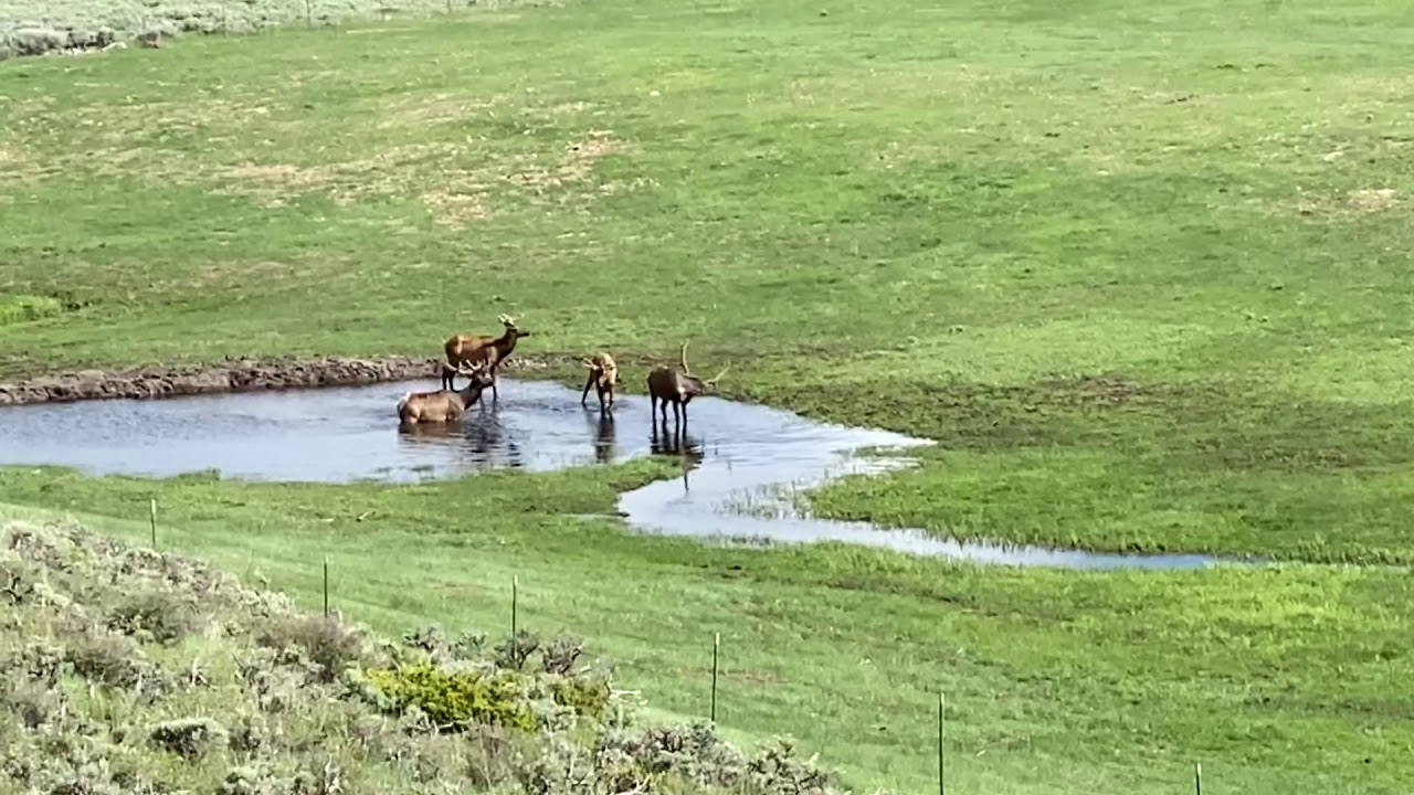 Elk having a swim! - YouTube