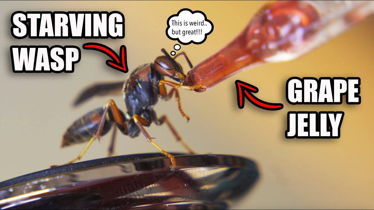 Bottle Feeding a Wasp With an Eye Dropper - 4K - YouTube