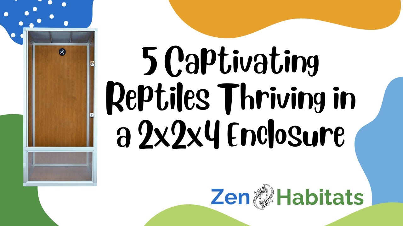 5 Captivating Reptiles Thriving in a 2x2x4 Enclosure - YouTube