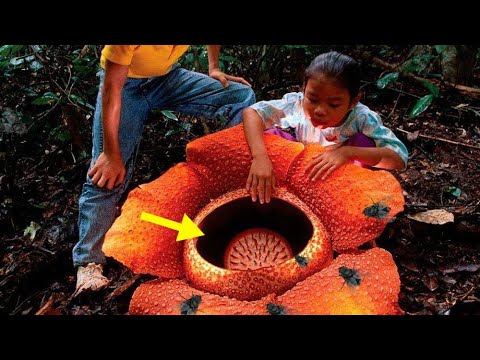 Las 7 Flores mas APESTOSAS del MUNDO 🌹 - YouTube