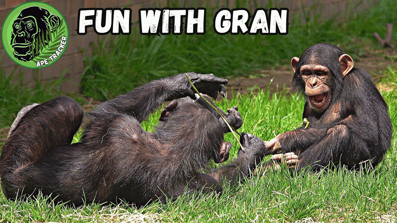Grandmother Chimp Having Fun With Her Grandkids #chimpanzee - YouTube