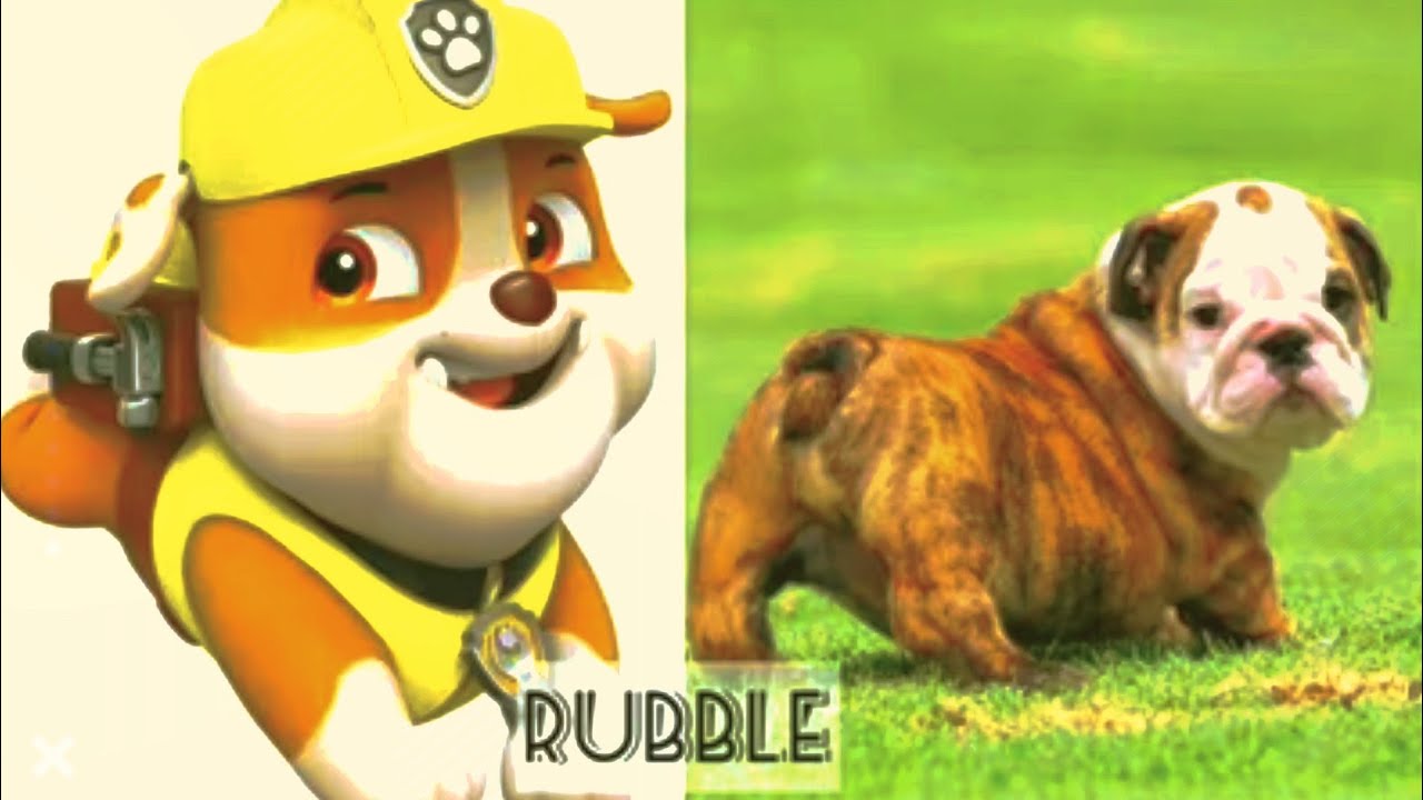 All PAW PATROL characters as DOG in real life. - YouTube