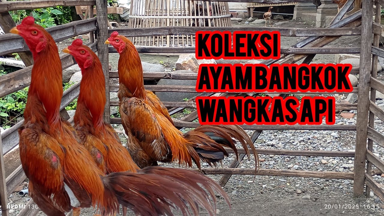 KOLEKSI AYAM BANGKOK WANGKAS API - YouTube