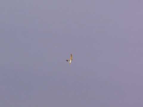 Rc Glider High start Launch [DISCO] - YouTube