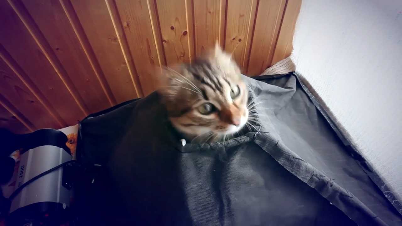 Insane kitty in da softbox. (Забавный котенок застрял) - YouTube