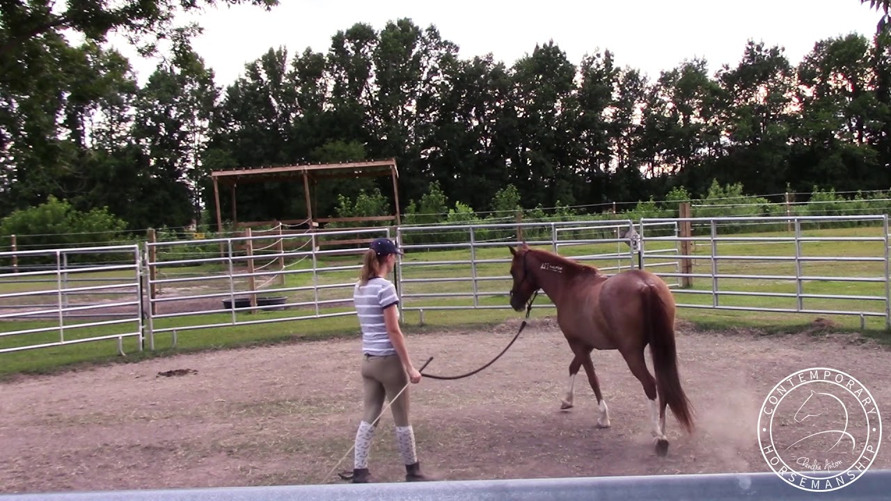 Lunging Lesson One Part One with Rain - YouTube