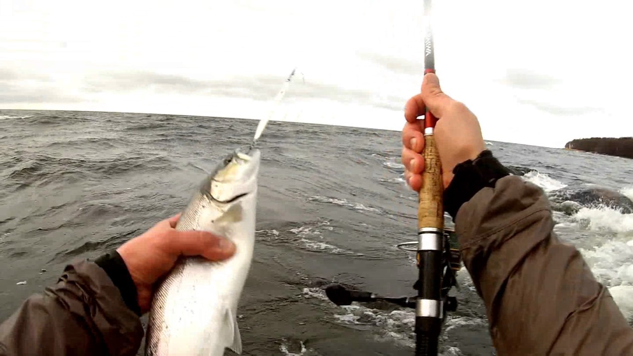 Meriforell sügis 2016 - YouTube