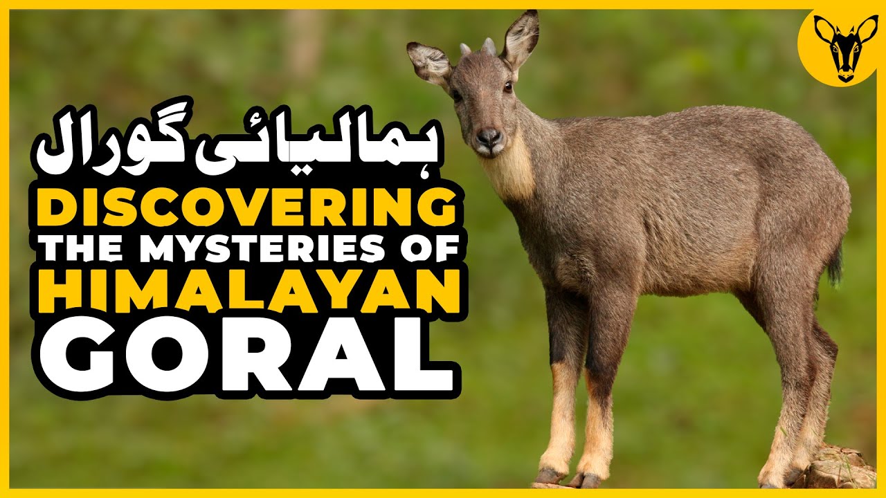 Discovering the mysteries of Himalayan Goral | The Animal Globe - YouTube