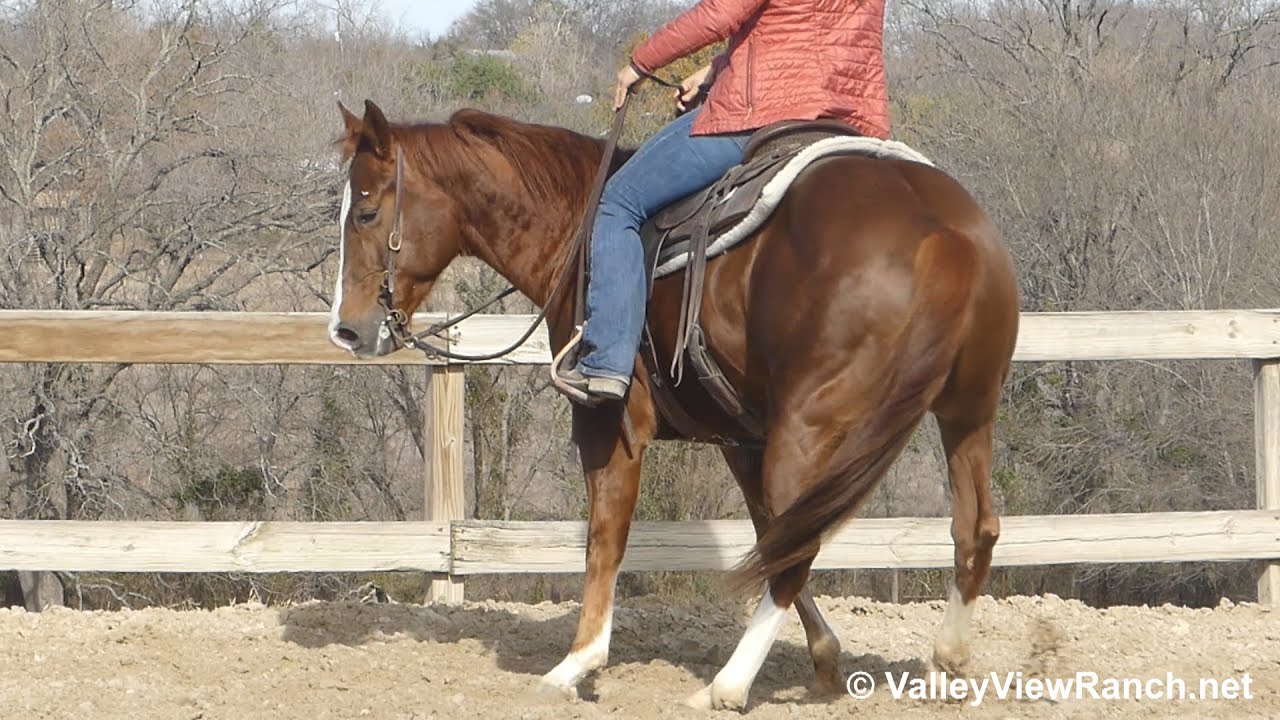 Ichi Spotz - walk, trot, lope-offs, big stops, turns! - ValleyViewRanch ...