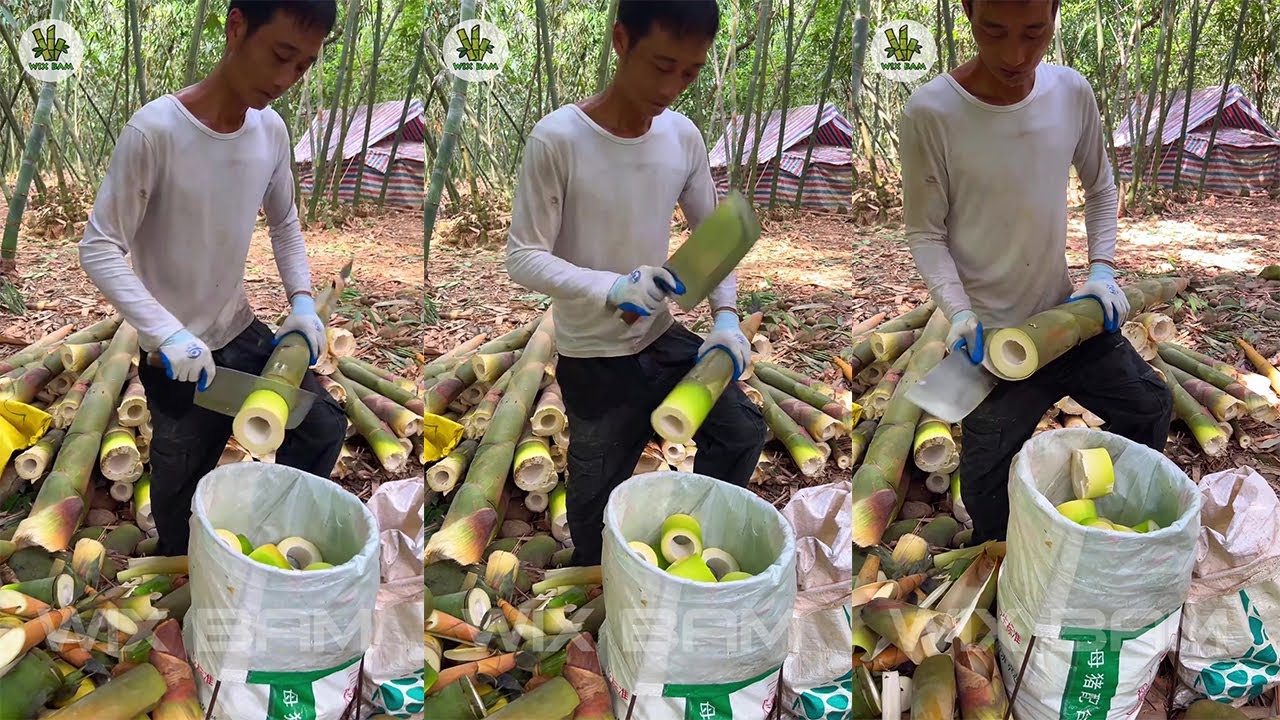 How To Cutting Bamboo Shoot Professional EP19 #bamboo #cutting #skills ...