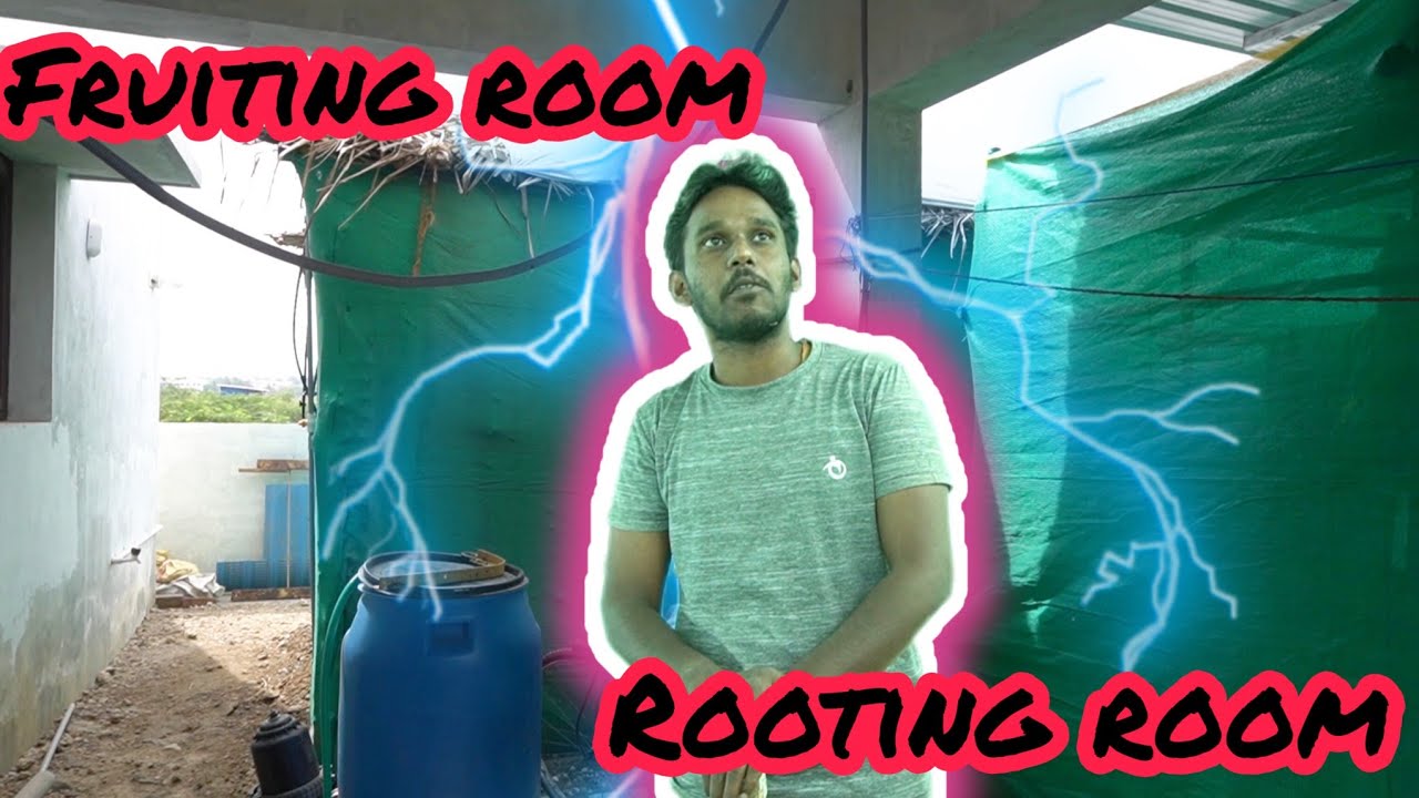 காளான் பண்ணையில் புதிய Setup | Spawn running room or rooting room ...