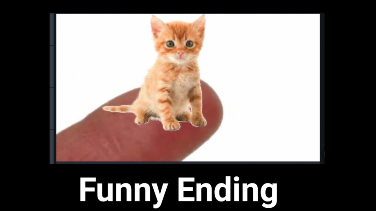 El wiwi cat meme but it's Funny Ending - YouTube