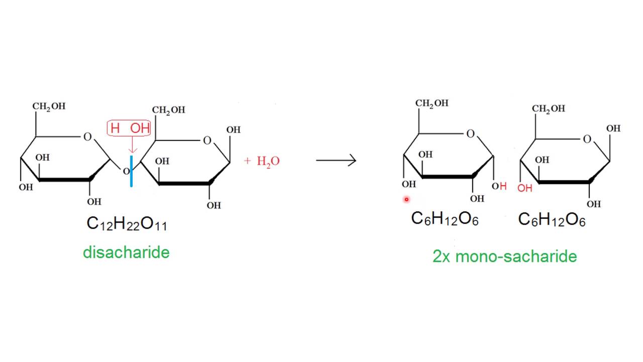 Biochemie 2 koolhydraten (incl. vorming en hydrolyse van disachariden ...