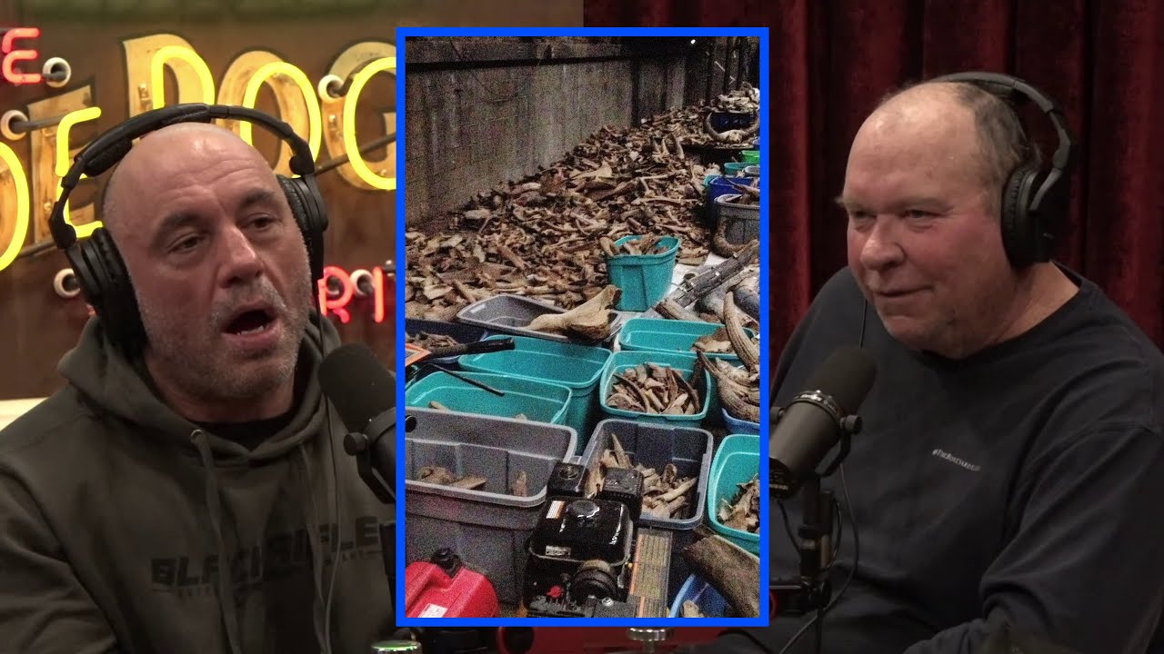 The Bone Rush | Joe Rogan Experience w/ John Reeves - YouTube