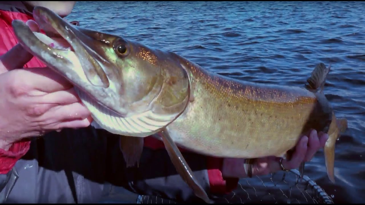 Sortie de Pêche au Maskinongés en famille 2014 Musky fishing with my ...
