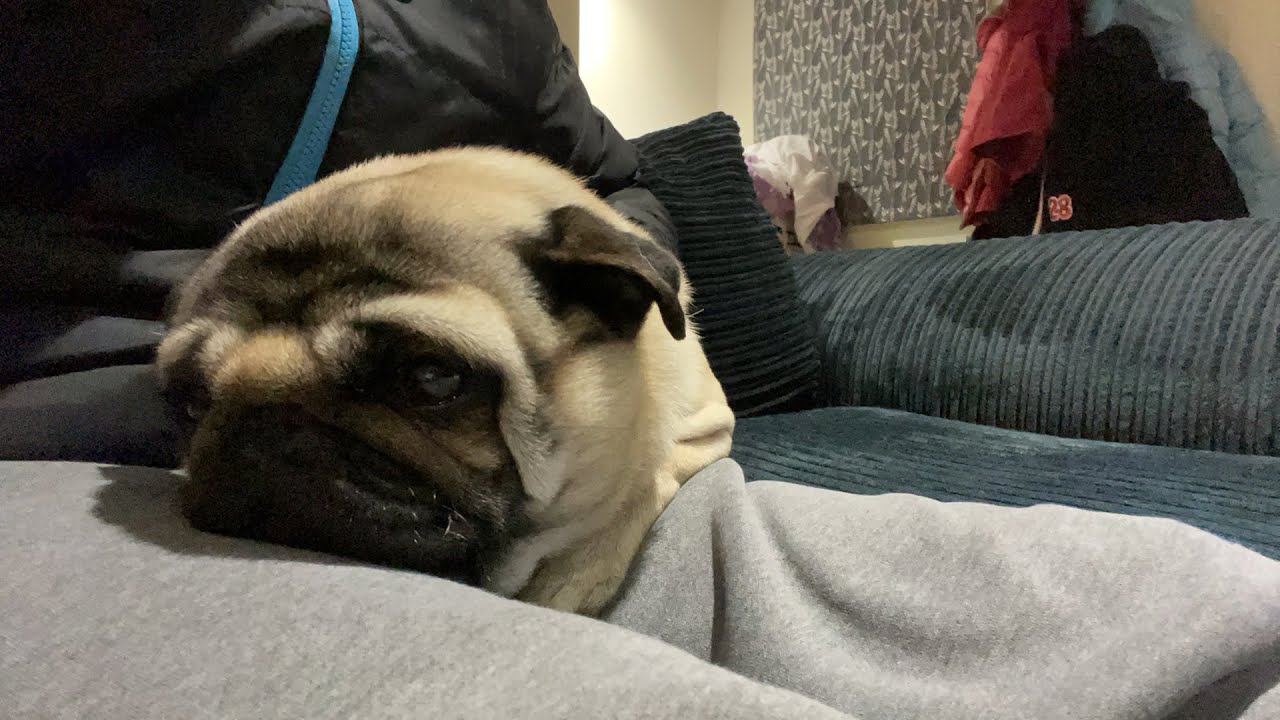 | PUG NAP TIME 2021 | Pangpang the Pug 2021 feeling sleepy | pug sounds ...