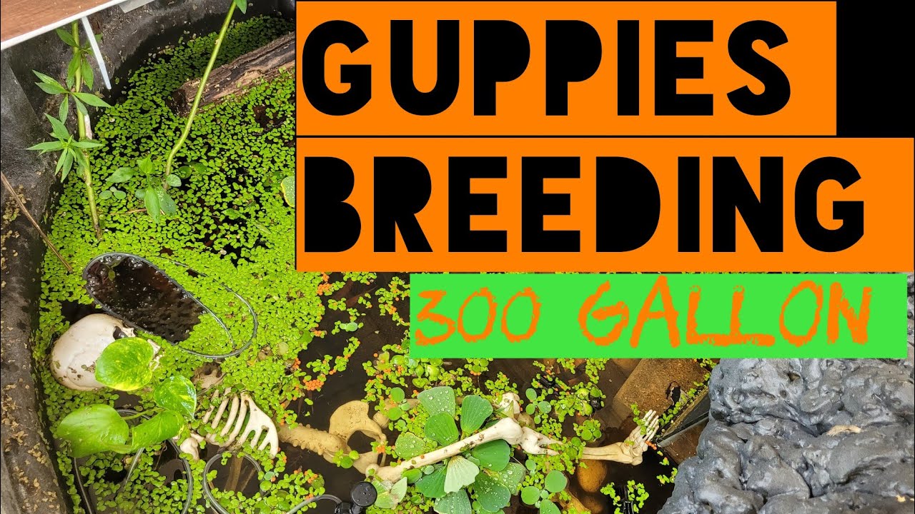 breeding guppies | guppy reproduction | 300 gallon pond - YouTube
