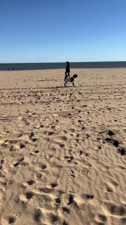 Ollie on the beach - YouTube