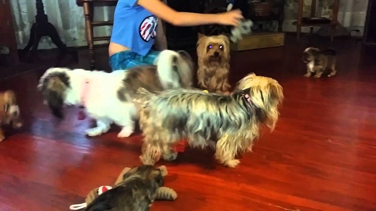 Luna's Teacup Shorkies 5 weeks old(1) - YouTube