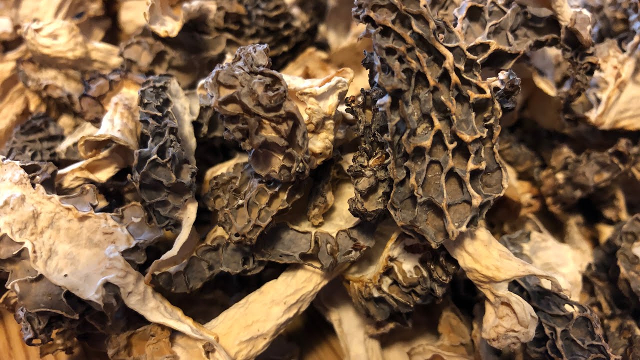 ESSICCARE FUNGHI MORCHELLE/SPUGNOLE [Conservazione e Consumo] - YouTube