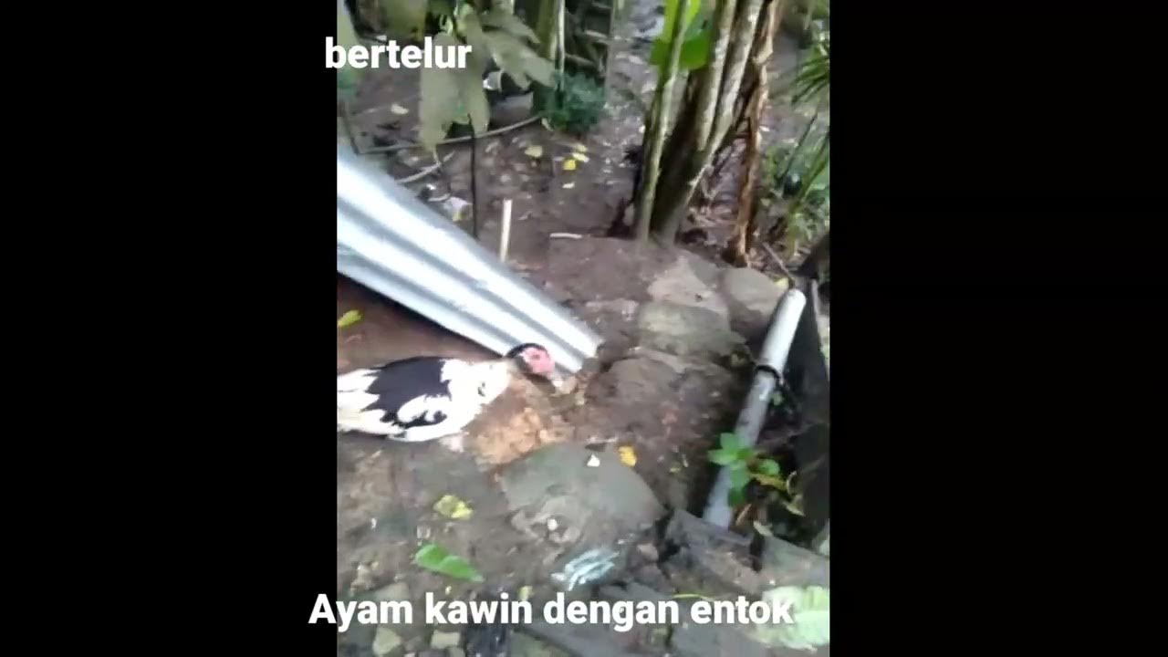 Ayam Vs Entok Kawin Silang Youtube